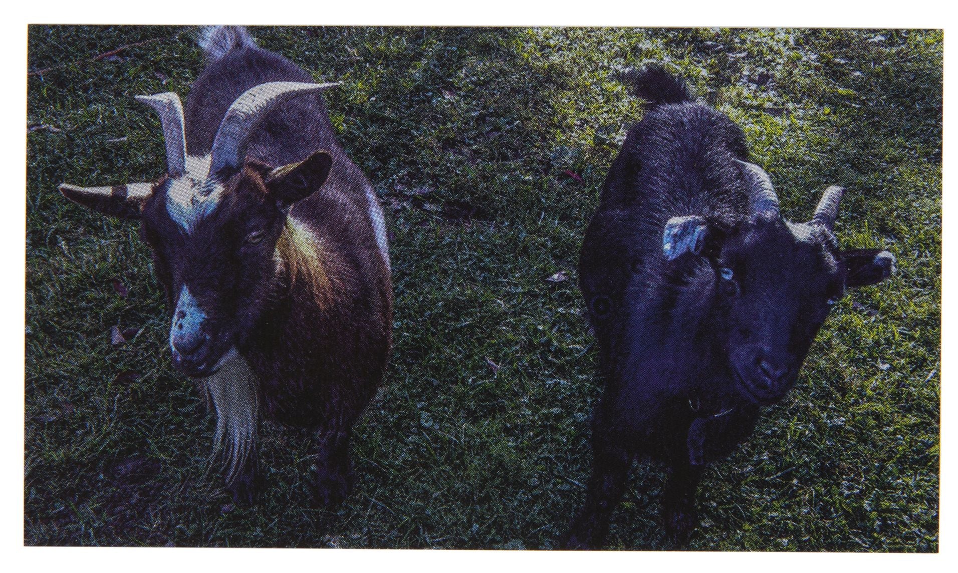 Redneck Family Photos Includes Favorites Like "Your Pride and Joy" and ...
