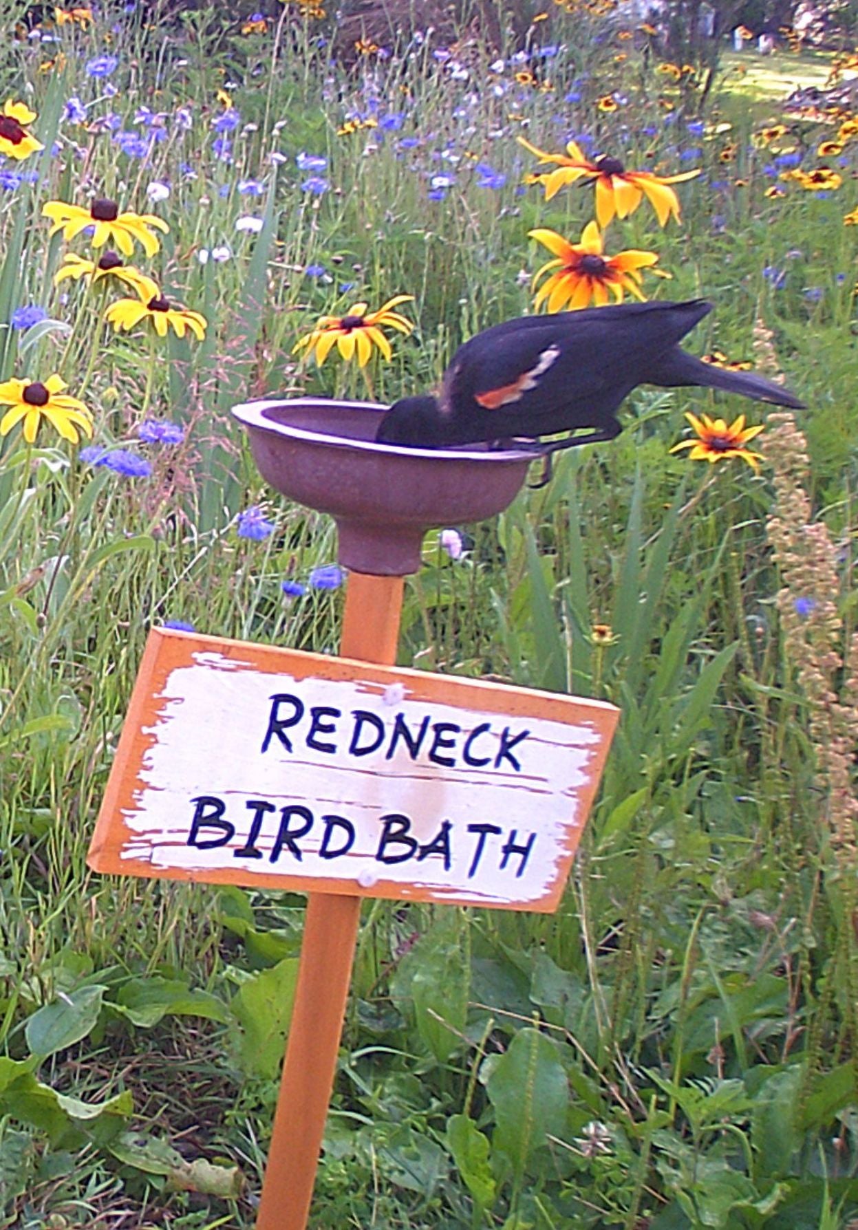 Redneck Bird Feeder / Bird Bath. Made from a Toliet Plunger!!!