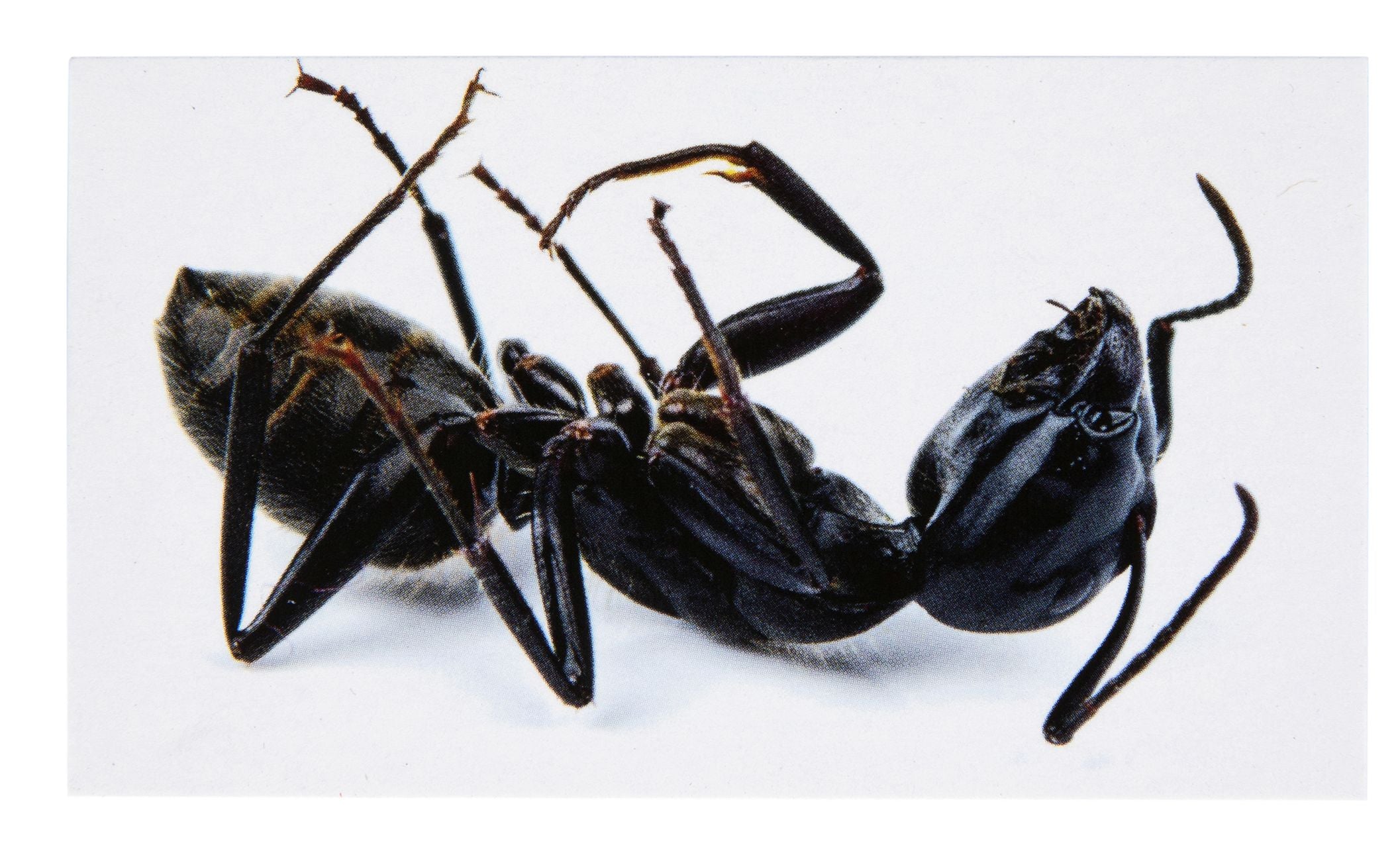 Redneck Family Photos Includes Favorites Like "Your Pride and Joy" and